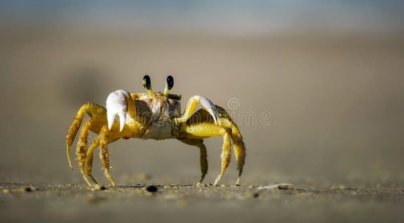 Crab, Decapoda, Macro Photography, Ocypodidae Picture. Image: 99752460