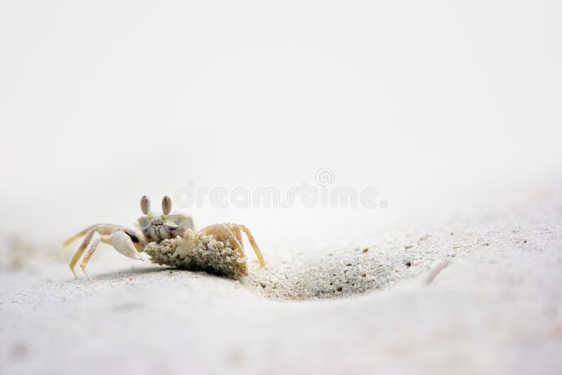 Crab digging stock photo. Image of digging, sand, sandy - 8076526