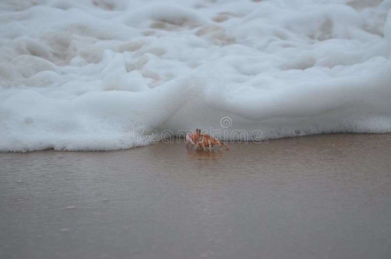 A Crab stock image. Image of brown, pincers, digging - 90633841