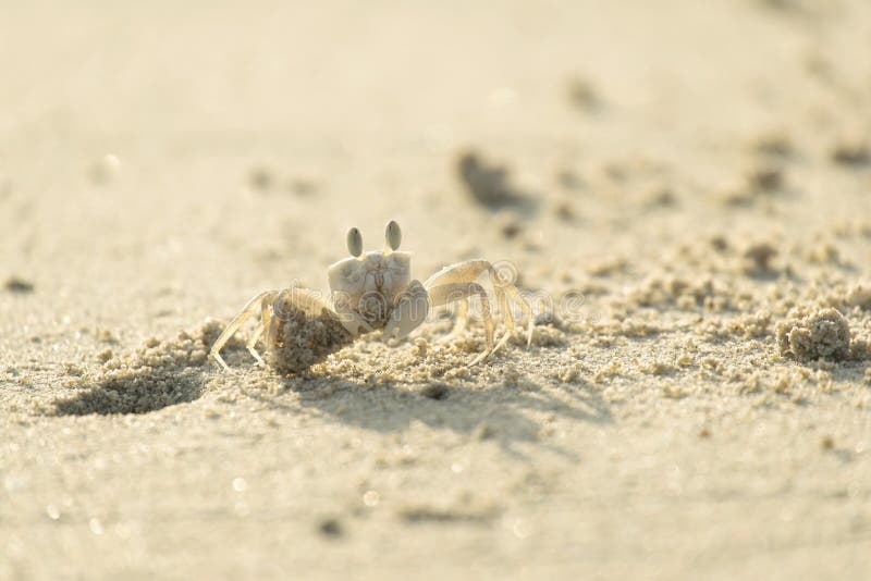Crab are digging a hole stock image. Image of island - 95561477