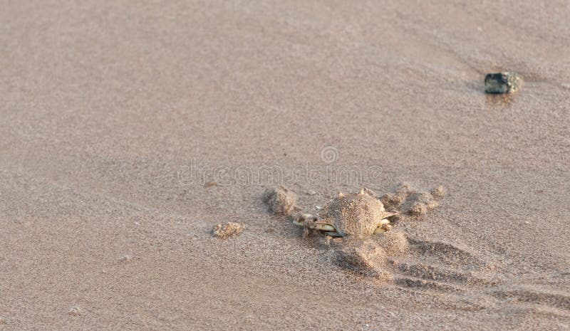 Crab stock image. Image of animal, nature, travel, wildlife - 86676275