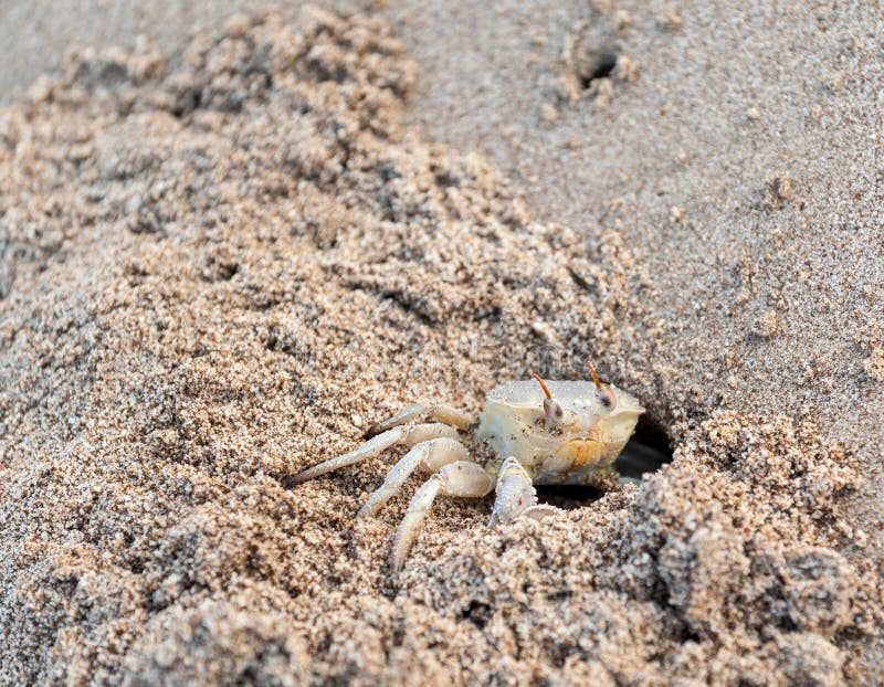 Crab stock photo. Image of crab, wildlife, eyes, emirates - 86676612