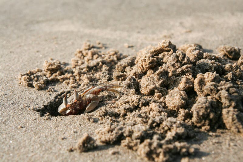 Crab Digging Hole in Sand at Beach Stock Image - Image of beach, pile ...