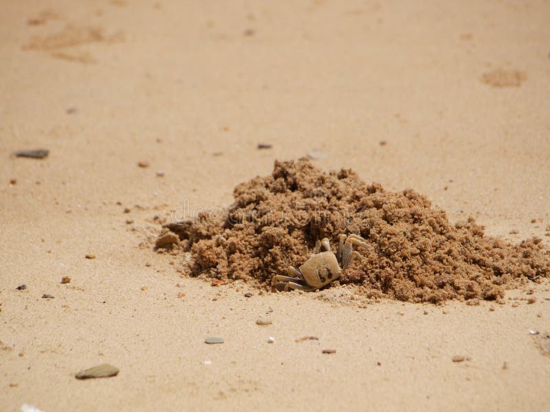 Crab Digging a Hole in the Sand Stock Image - Image of marine, beach ...