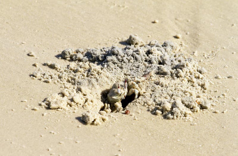 Crab is Digging Out on the Beach Stock Image - Image of single ...