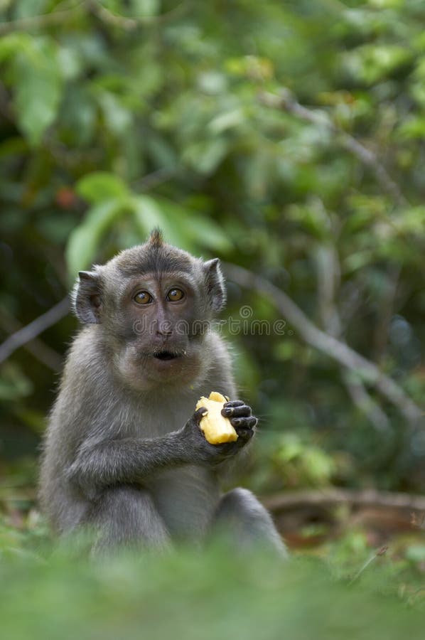 Crab-eating Macaque (Macaca Fascicularis) Stock Photo - Image of banana ...