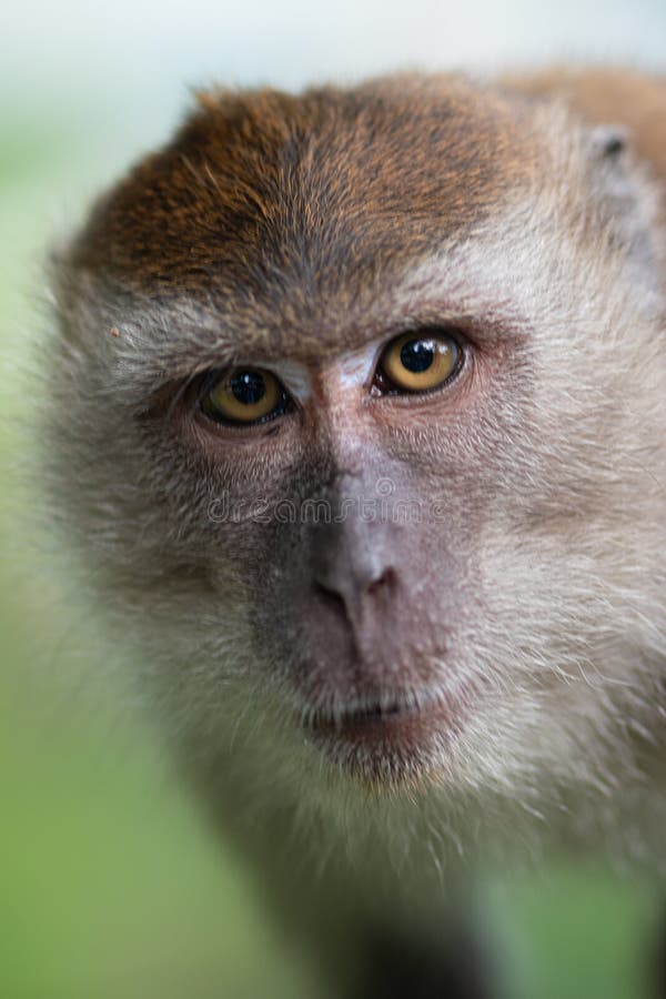 A Crab-eating Macaque (Macaca Fascicularis) Sitting on the Tree Stock ...