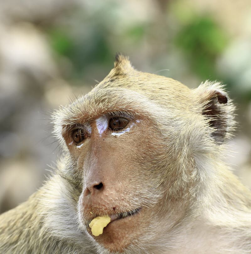 Crab- Eating Macaque (Macaca Irus) Monkey Stock Photo - Image of small ...