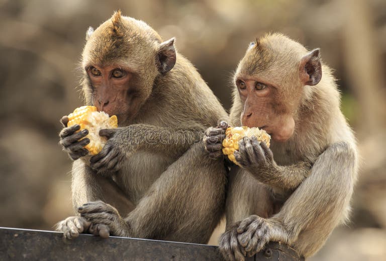 Crab- Eating Macaque (Macaca Irus) Monkey Stock Image - Image of ...