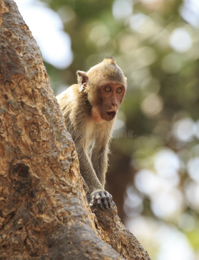 Crab- Eating Macaque (Macaca Irus) Monkey Stock Image - Image of ...