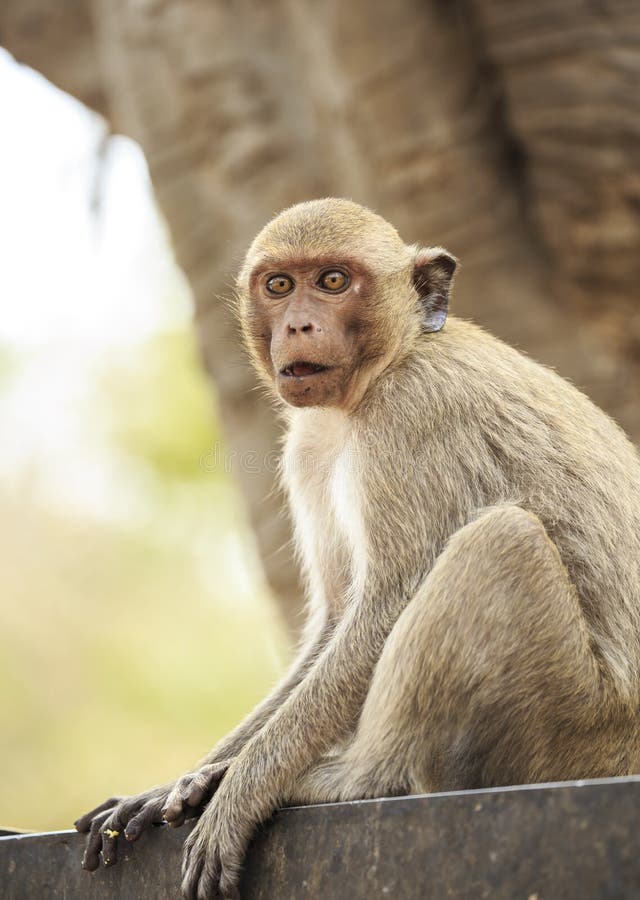 Crab- Eating Macaque (Macaca Irus) Monkey Stock Image - Image of cute ...