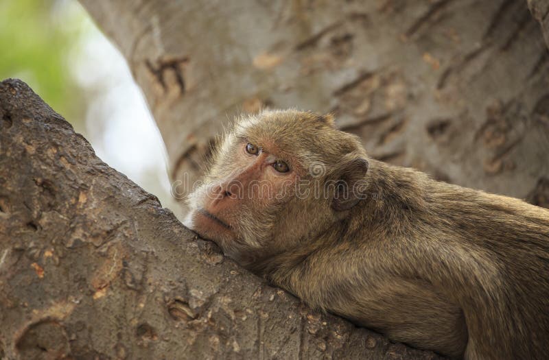 Crab- Eating Macaque (Macaca Irus) Monkey Stock Image - Image of brown ...