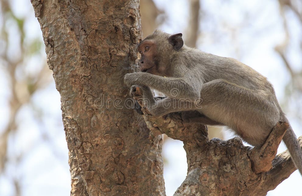 Crab- Eating Macaque (Macaca Irus) Monkey Stock Photo - Image of monkey ...