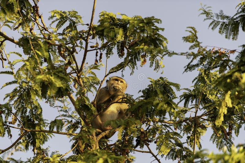 Crab-eating Macaque Monkey on Tamarind Tree and Eating Tamarind in the ...