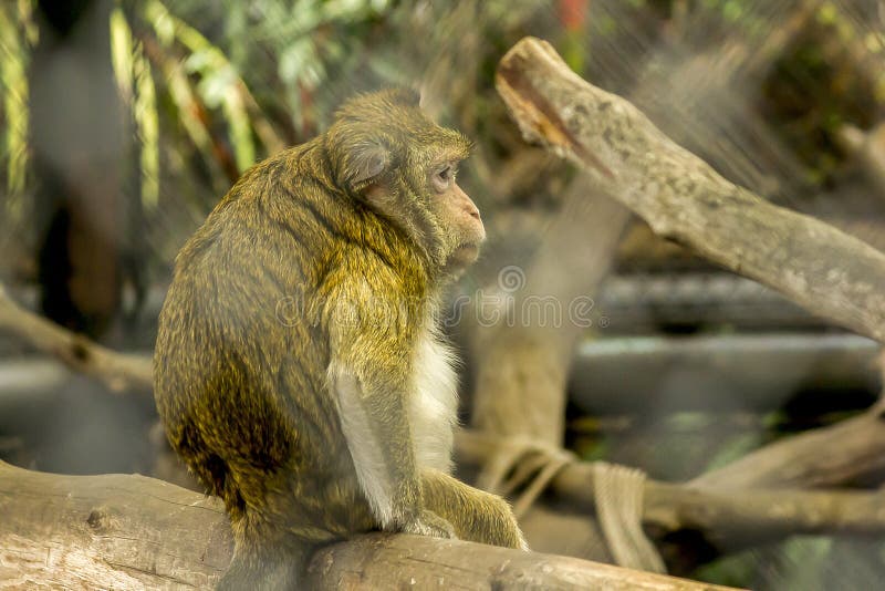 Crab-eating Macaque in the Zoo Stock Photo - Image of beautiful, crab ...