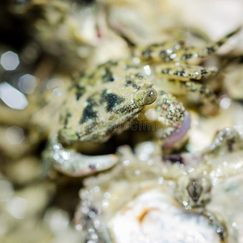 Crab eye stock image. Image of shell, rock, animal, walking - 41872891