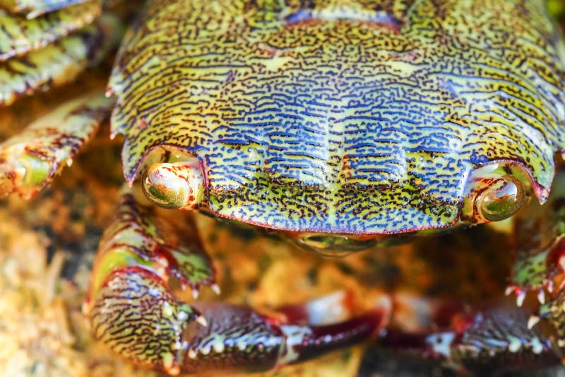 Crab face close up stock photo. Image of coral, crab - 231310380