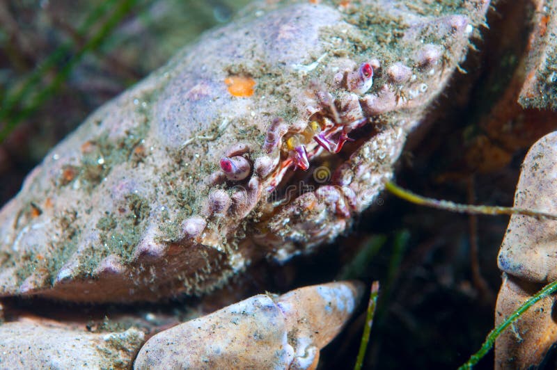 Alien look stock image. Image of humanity, background - 26831821