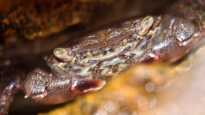 Crab face to face stock image. Image of crab, shell, rear - 29302791