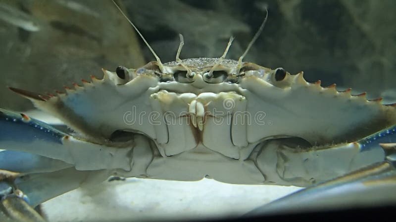 Crab face stock footage. Video of pincer, moving, underwater - 83435152