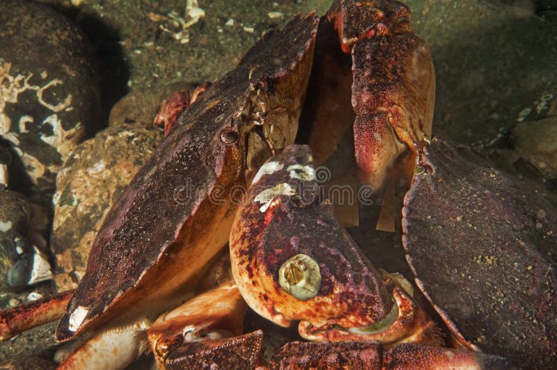 Crab Fight stock photo. Image of crab, barnacle, pacific - 18279596