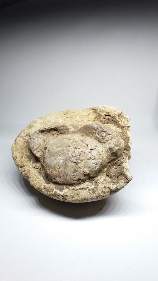 Crab fossil on matrix rock stock photo. Image of matrix - 318845158
