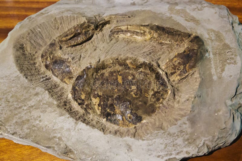 Fossilized Horseshoe Crab stock photo. Image of petrified - 23963256