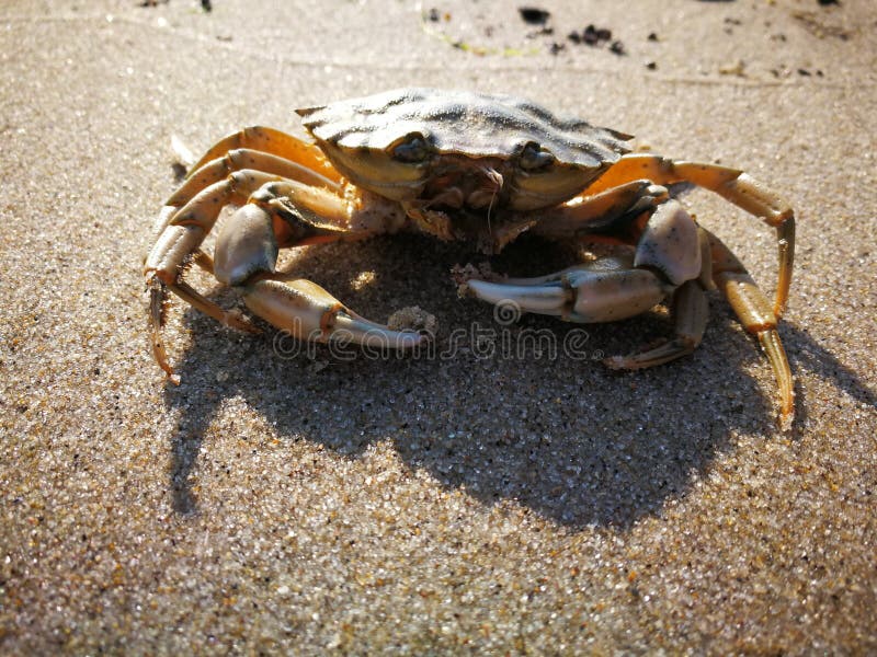 Crab, Freshwater Crab, Decapoda, Crustacean Stock Photo - Image of crab ...
