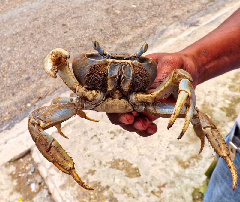 Crab, Freshwater Crab, Decapoda, Dungeness Crab Stock Photo - Image of ...