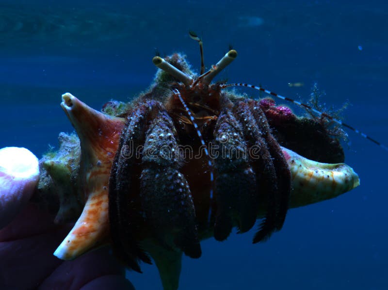 Crab stock image. Image of caribbean, ocean, giant, shell - 75384073