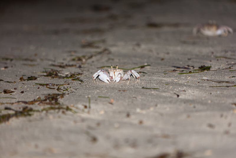 Gray Crab Caught Claws and Hangs on a Stick Held by a Female Hand ...