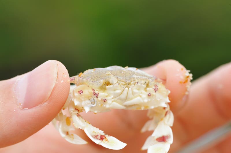 Crab in hand stock image. Image of crab, beach, crustacean - 13248883