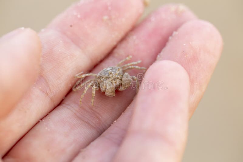 Crab in Hand on the Sea Beach Stock Photo - Image of marine, cancer ...