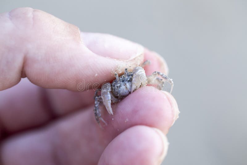 Crab in Hand on the Sea Beach Stock Photo - Image of crustacean, calm ...