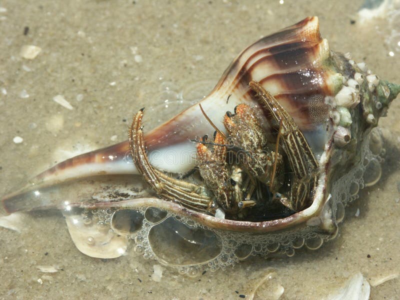 Coralreef-2 stock vector. Illustration of light, diver - 2461163