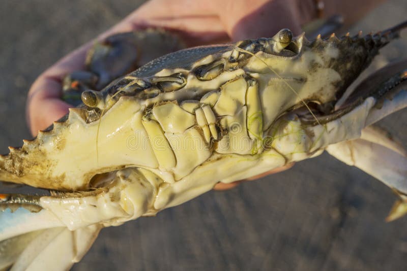 Crab holded by hand stock photo. Image of wild, sand - 37854476