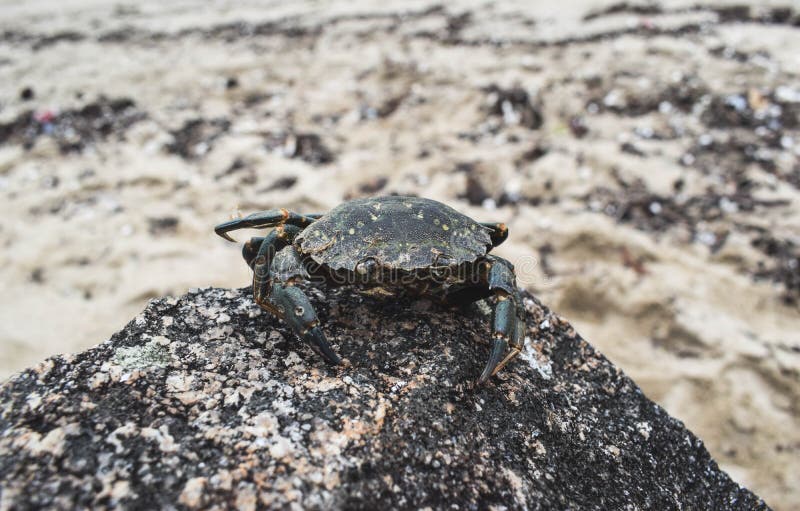 The Crab II. stock photo. Image of nature, arthropods - 123240180