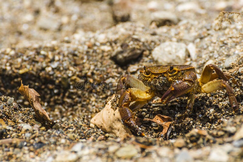 Crab stock image. Image of crab, exoskeleton, river, crustacean - 41806355