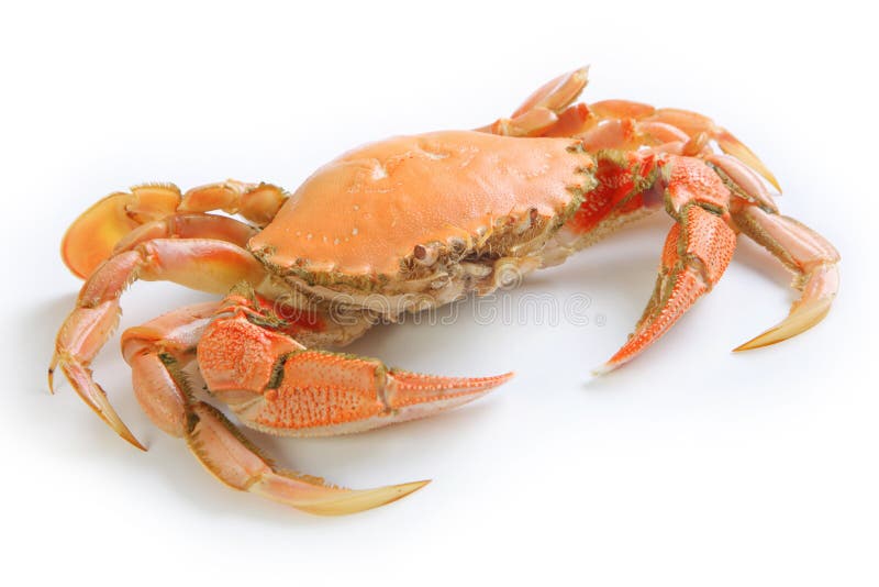 Crab isolated on white stock image. Image of royaltyfree - 6840939