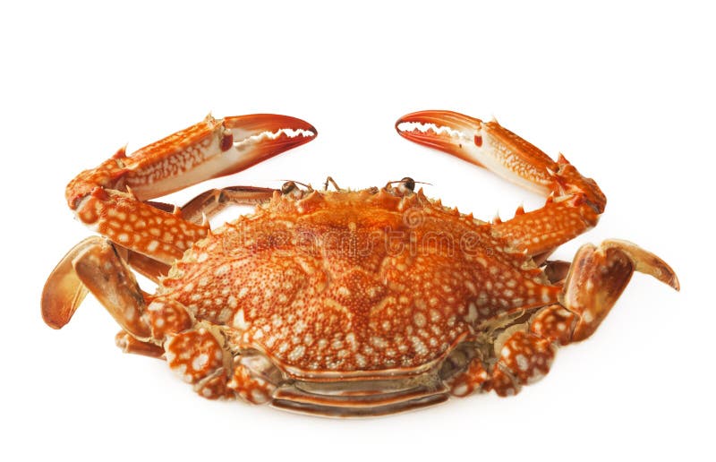 Crab Isolated on White Background Stock Photo - Image of background ...