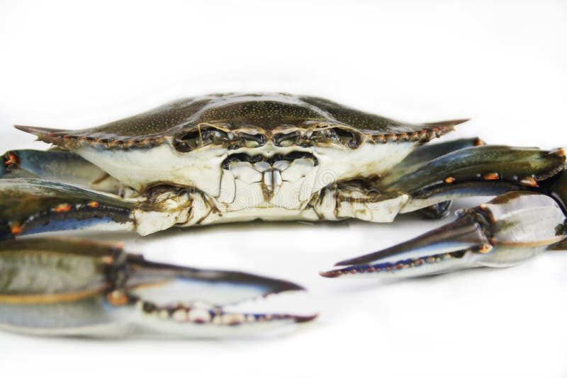 Prawn Posture Stock Photos - Free & Royalty-Free Stock Photos from ...