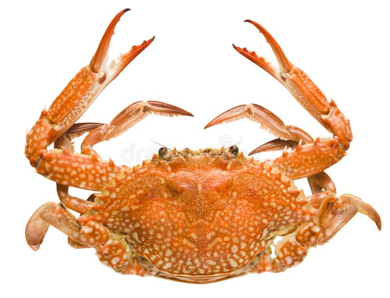 Isolated Whole Dungeness Crab Stock Image - Image of background ...