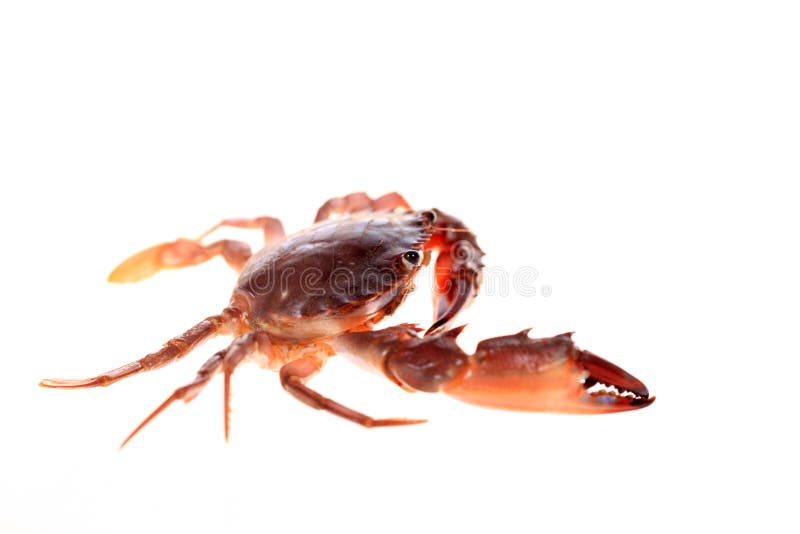 Crab Isolated on White Background Stock Image - Image of delicacy ...