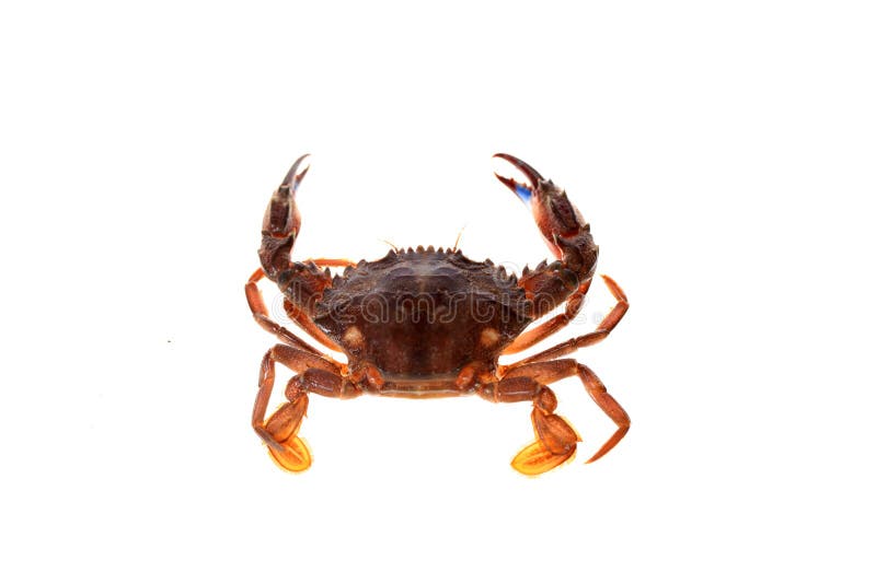 Crab Isolated On White Background Stock Photo - Image of claw, crab ...