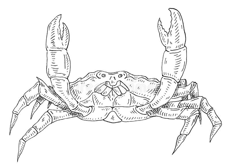 Crab Isolated On White Background Vintage Hatching Vector Monochrome Black Illustration Stock