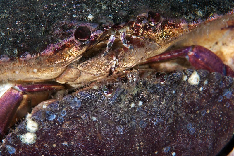 Mating Red Rock Crabs Stock Photos - Free & Royalty-Free Stock Photos ...