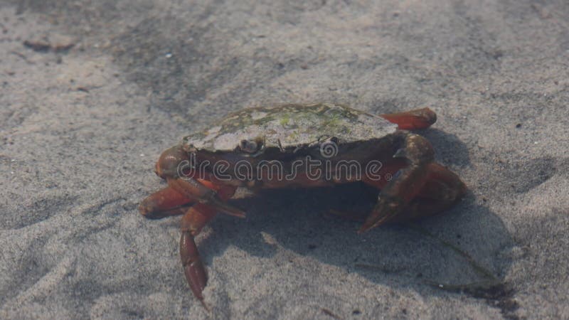 Crab stock video. Video of rest, summer, mites, crayfish - 281336703