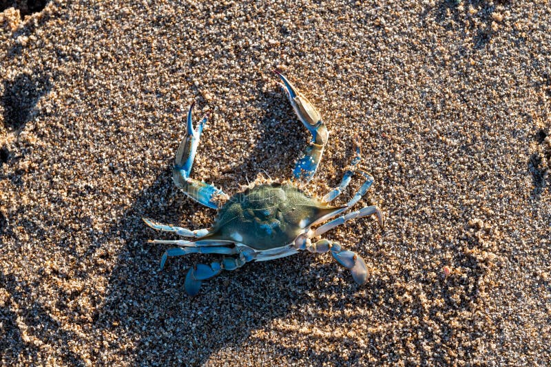 A Crab is Laying on the Sand Stock Photo - Image of nature, kiyu: 313499590