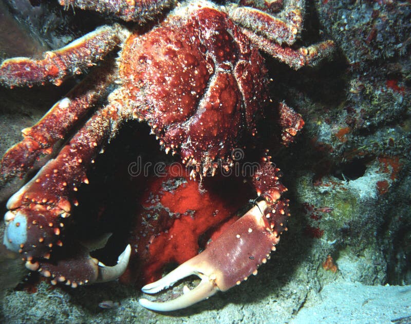 Crab legs stock image. Image of mexico, crustacea, carribean - 11950751