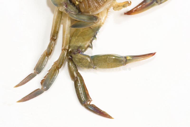 Crab Legs stock photo. Image of food, ingredients, exotic - 13437488